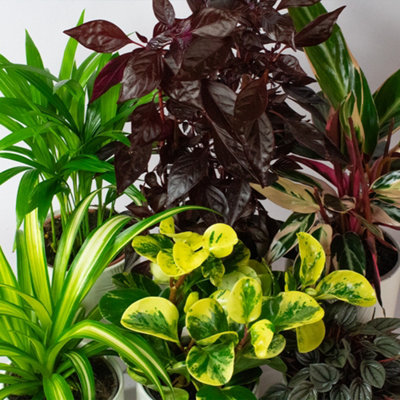 Pet Friendly Plants Indoor - Mix of 6 Real House Plants in 13cm Growers ...