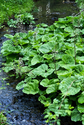 Petasites albus - 3Ltr Bareroot - Marginal Aquatic Pond Plant