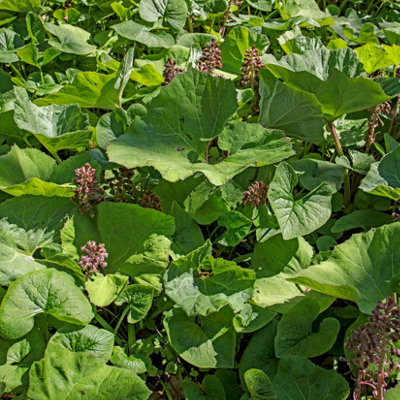 Petasites hybridus 'Umbrella Plant' - 2x Plants and 2x Pots & Compost ...