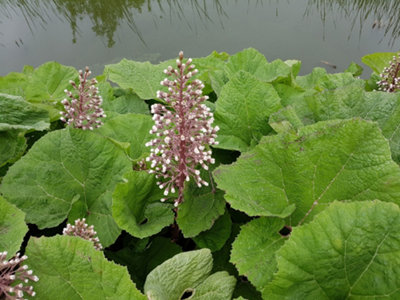 Petasites hybridus 'Umbrella Plant' - 3x 9cm Plants - Marginal Aquatic ...