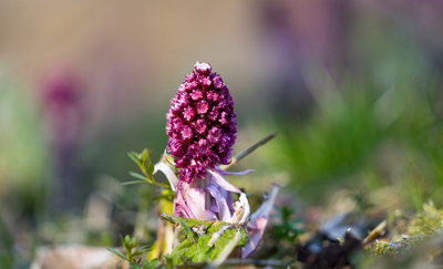 Petasites hybridus 'Umbrella Plant' - 9cm Bareroot - Marginal Aquatic ...