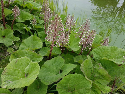 Petasites hybridus 'Umbrella Plant' - 9cm Bareroot - Marginal Aquatic ...