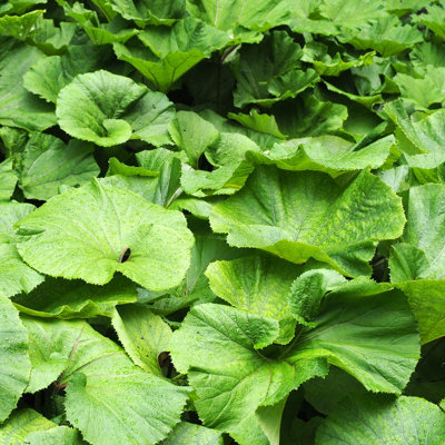 Petasites japonicus giganteus - 2x Plants and 2x Pots & Compost ...