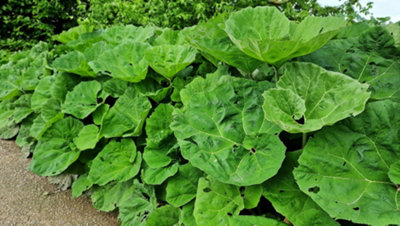 Petasites japonicus giganteus - 2x Plants and 2x Pots & Compost ...
