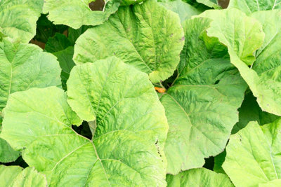 Petasites japonicus giganteus - 2x Plants and 2x Pots & Compost ...