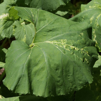 Petasites japonicus variegated - 3x 9cm Plants - Marginal Aquatic Pond ...
