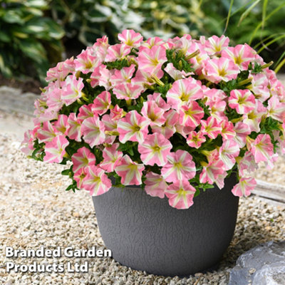 Petunia Amore Pink Princess - 20 Plug Plants