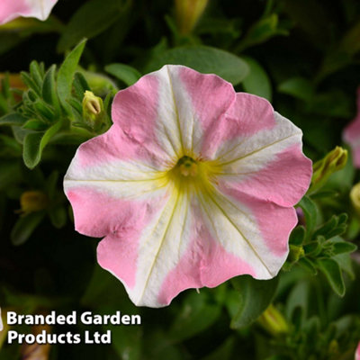 Petunia Amore Pink Princess Plug Plant x 5
