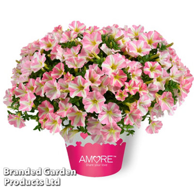Petunia Amore Pink Princess Plug Plant x 5