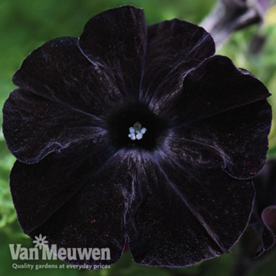 Petunia Back to Black 10 PostiPlug Plants | DIY at B&Q