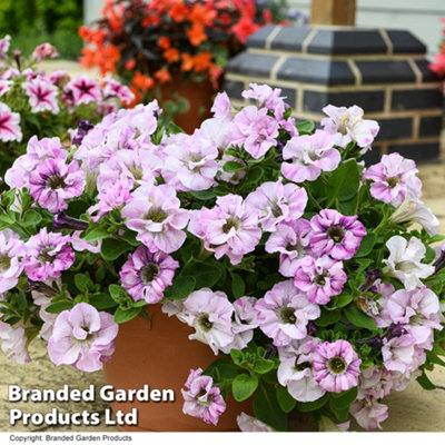 Petunia Bridal Blush - 5 Postiplug Plants | DIY at B&Q