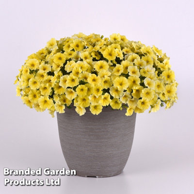 Petunia Caliburst Petchoa Yellow - 24 Plants