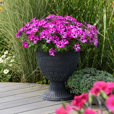 Petunia Circus Sky 5 PostiPlug Plants