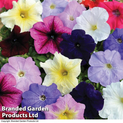 Petunia Colour Parade Mixed F1 Hybrid 1 Seed Packet (100 Seeds)