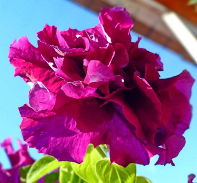 Petunia Double Cascade Burgundy & Plum 1 Seed Packet (25 Seeds)
