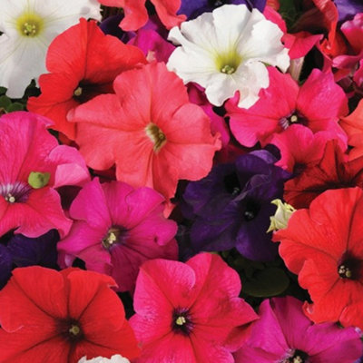 Petunia Frenzy Select Mixed Colourful Flowering Garden Ready Plants 6 Pack