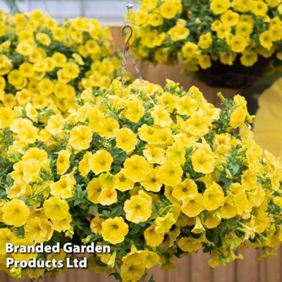 Petunia Hello Yellow 5 Plug Plants | DIY at B&Q