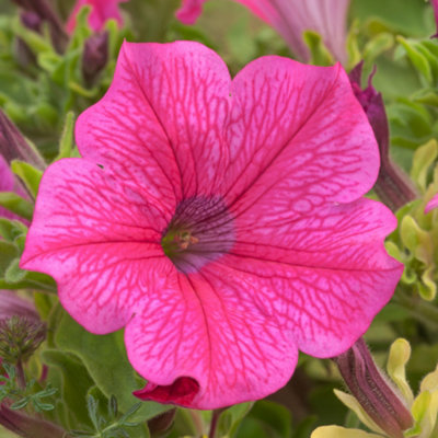 Petunia Hot Pink Beautiful Summer Flowers for Hanging Baskets in all ...