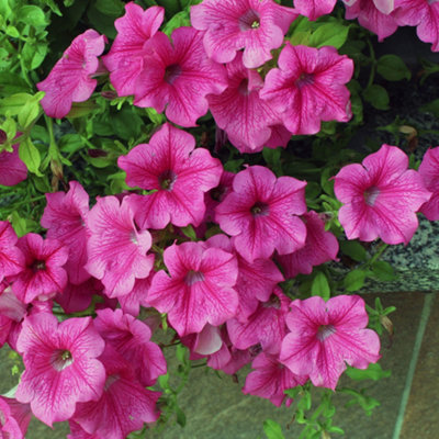Petunia Hot Pink Beautiful Summer Flowers for Hanging Baskets in all ...