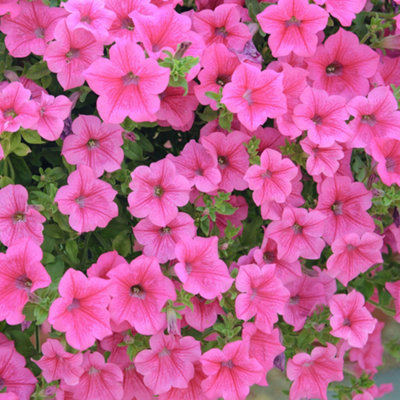 Petunia Hot Pink Beautiful Summer Flowers for Hanging Baskets in all ...