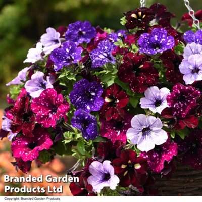 Petunia Sky Mix - 4 Plants (1 each of Petunia Night Sky, Lavender Sky ...