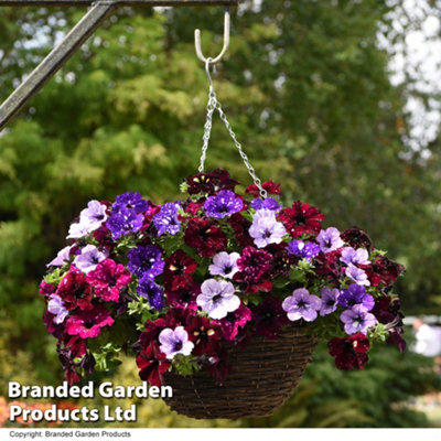 Petunia Sky Mixed Collection - 8 PostiPlug Plants