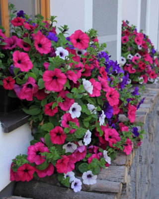 Petunia Superb Trailing Mixed Colour - Easy Grow Long-Lasting Summer ...
