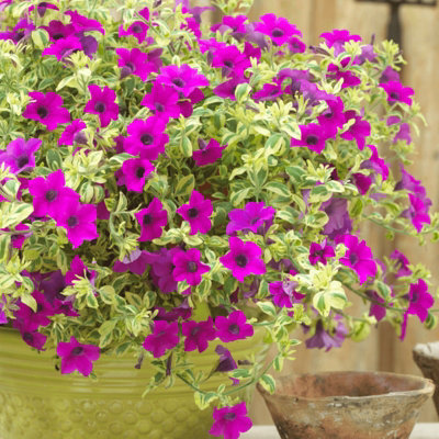 Petunia Surfinia Mini Purple Variegated 6 Pack - Trailing Garden ...