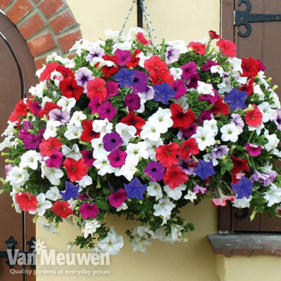 Petunia Surfinia Mixed Collection - 40 PostiPlug Plants
