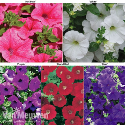 Petunia Surfinia Mixed Collection - 40 PostiPlug Plants