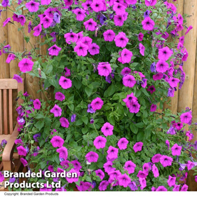 Petunia Tickled Pink 10 PostiPlug Plants | DIY at B&Q