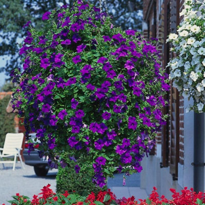 Petunia Trailing Surfinia Blue 10 PostiPlug Plants