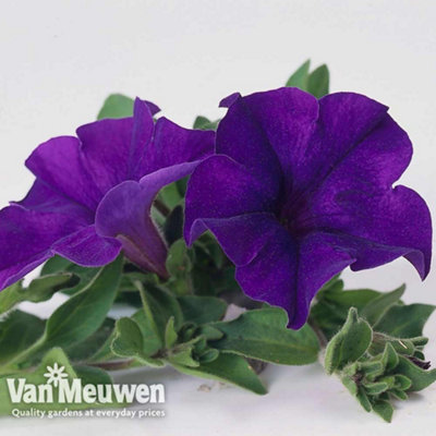 Petunia Trailing Surfinia Blue 5 Plug Plants