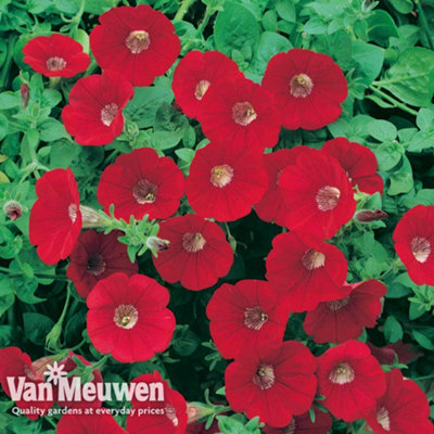 PETUNIA TRAILING SURFINIA DEEP RED 5 PLUG PLANTS