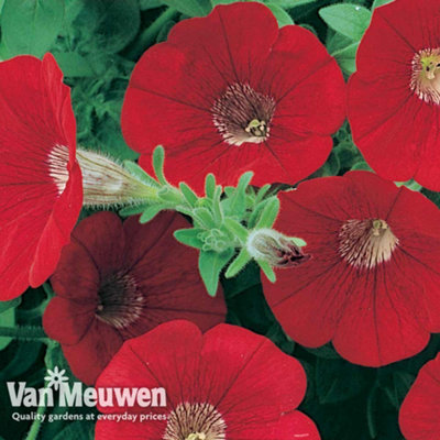 PETUNIA TRAILING SURFINIA DEEP RED 5 PLUG PLANTS