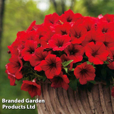 Petunia Trailing Surfinia Deep Red Plug Plant x 10