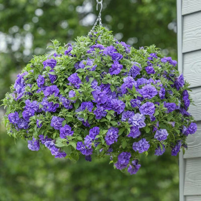 Petunia Tumbelina Compact Sophia Flowering Bedding Plants 9cm Pot