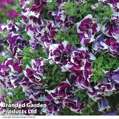 Petunia Tumbelina (Frills & Spills) Damson Ripple 10 PostiPlug Plants ...
