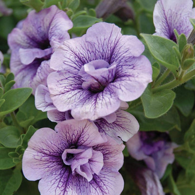 Petunia Tumbelina (Frills+Spills) Priscilla 5 PostiPlug Plants