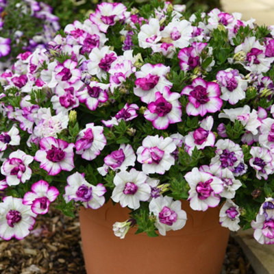 Petunia Tumbelina Nicola 1 PostiPlug Plant