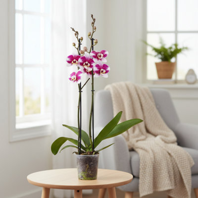 Phal Barcelona 2 Stem Pot size 12 Cm Height 55 Moth orchid Phalaenopsis ...