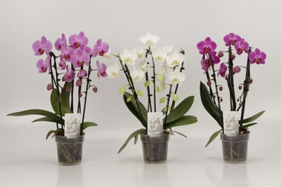 Phal Casc Mixed 3 Stem, 12cm Pot Size, 45cm Tall, Orchid, Indoor Houseplant