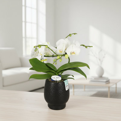 Phal Dioro Prestige 2 Stem Ceramic Abruzzo Black Pot size 12 Cm Height ...