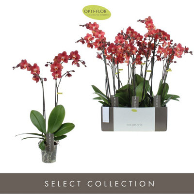 Phal Exclusivo Horizon Gold 2, 12cm Pot Size, 45cm Tall, Orchid, Indoor ...
