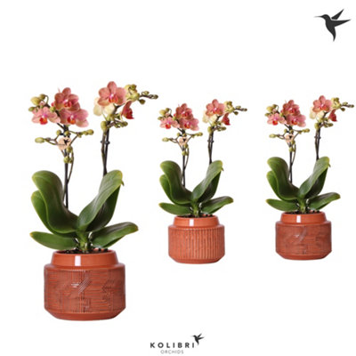 Phal Kolibri Oranje 2 Stem Kera, 9cm Pot Size, 40cm Tall, Orchid ...