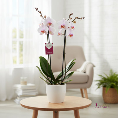 Phal Madrid 2 Stem Pot size 12 Cm Height 65 Moth orchid Indoor Houseplant