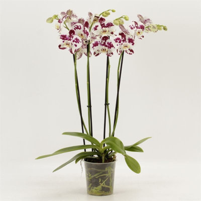 Phal Marrakesh 4 Stem, 12cm Pot Size, 55cm Tall, Phalaenopsis, Indoor ...