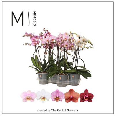 Phal Marvellous Mixed 4 Stem, 17cm Pot Size, 70cm Tall, Orchid, Indoor ...