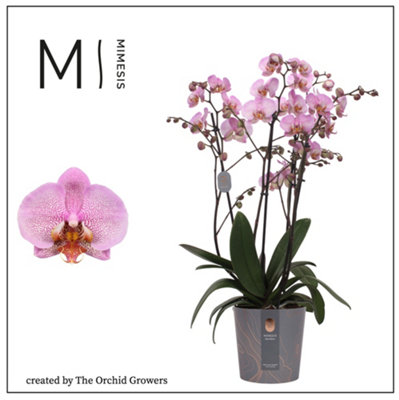 Phal Marvellous Pink Special 4, 17cm Pot Size, 70cm Tall, Orchid ...