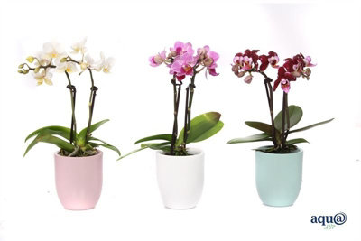 Phal Mini Mixed 2 Stem Kerami, 6cm Pot Size, 17cm Tall, Orchid